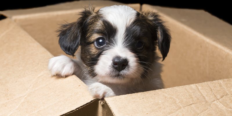Moving House With A Dog: 9 Tips To Help Your Canine Companion Cope